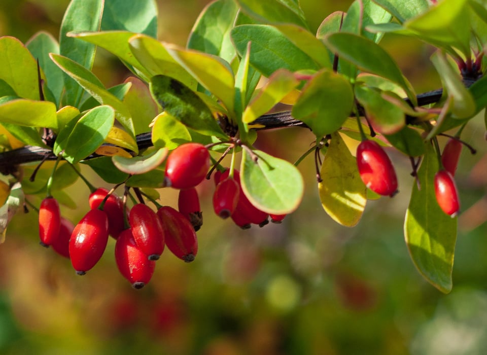 Berberine Tablets | Blood Sugar Tablets with Chromium | New Nordic